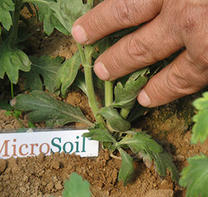 MicroSoil®