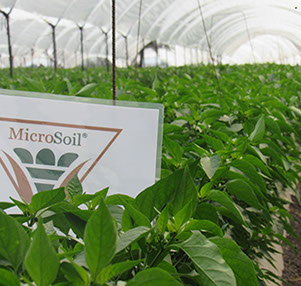 MicroSoil®